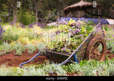 An old pushcart in the flowers field Stock Photo - Alamy