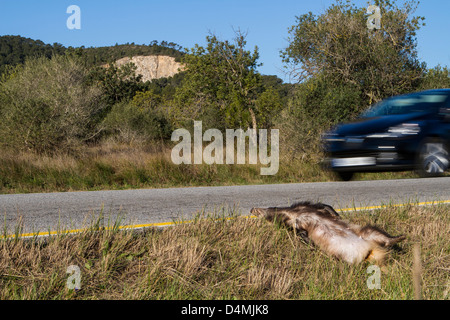 Badger killed by car on the road.Wild animal killed from auto on the ...