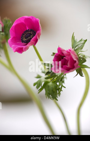Magenta pink Poppy Anemones - Anemone coronaria aka Spanish marigold ...