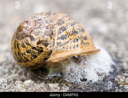 A closeup of a snail hiding in the shell on the tree branch with the ...