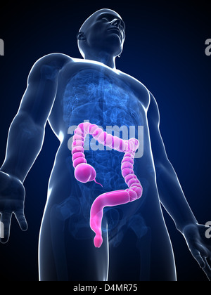 Human large intestine anatomy Stock Photo - Alamy