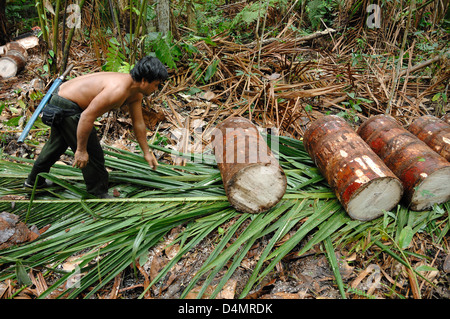 Forester Cutting or Felling Sago Palm Tree for Extraction of Sago in ...
