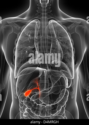 Human gall bladder, illustration Stock Photo - Alamy