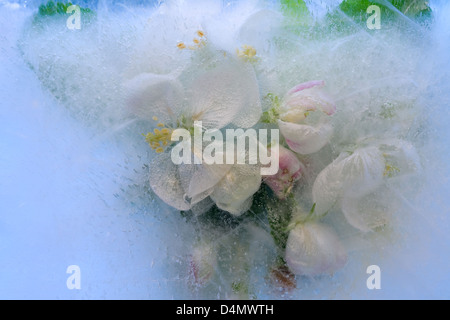 Frozen beautiful flower of apple. blossoms in the ice cube Stock Photo ...