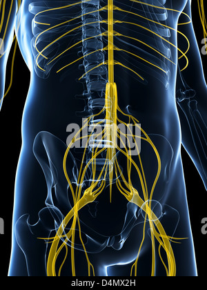 Male nerve system Stock Photo - Alamy