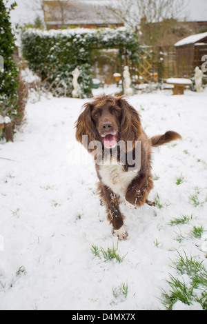 springer spaniel puppy, winter UK Stock Photo - Alamy