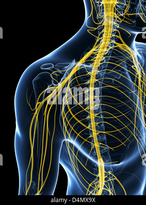 Male nervous system, illustration Stock Photo - Alamy
