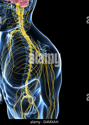 Male nervous system, illustration Stock Photo - Alamy