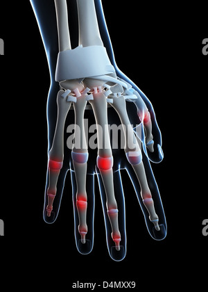 highlighted hand and finger joints Stock Photo - Alamy