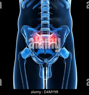 Anatomy of the Human Spine with Each Vertebra Highlighted Stock Photo ...