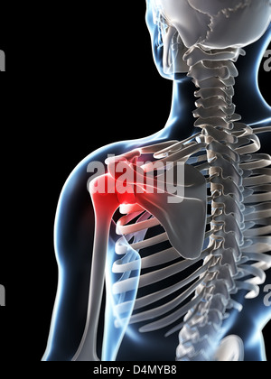 3D rendering illustration of the human skeleton Stock Photo - Alamy