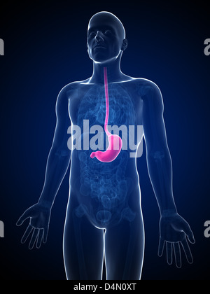 Human Digestive System Stomach Anatomy Stock Photo - Alamy
