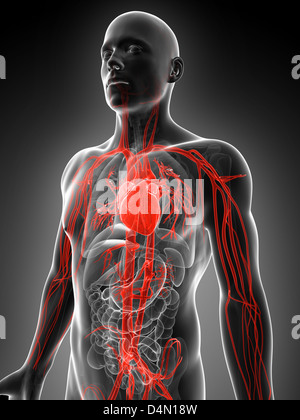Human anatomy skeleton and vascular system medical illustration, 3d ...