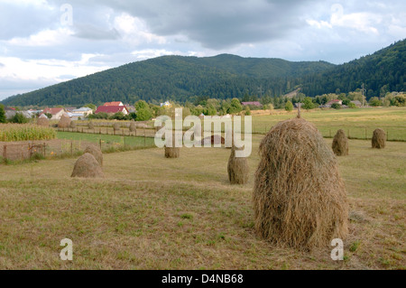 Haystacks in the countryside in Romania Stock Photo - Alamy