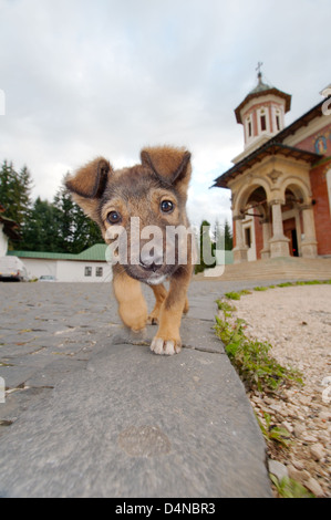 Romanian street dog Stock Photo - Alamy