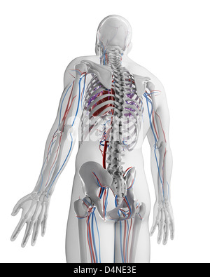 Human anatomy skeleton and vascular system medical illustration, 3d ...
