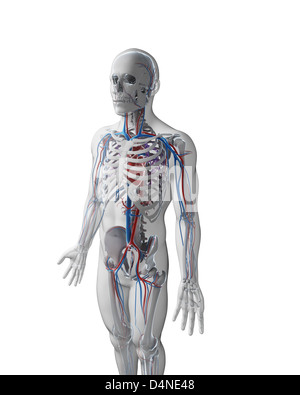 Human anatomy skeleton and vascular system medical illustration, 3d ...