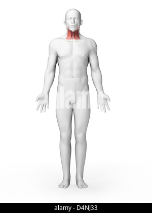 Illustration of male throat anatomy Stock Photo - Alamy