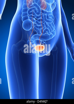 Female urinary bladder, illustration Stock Photo - Alamy