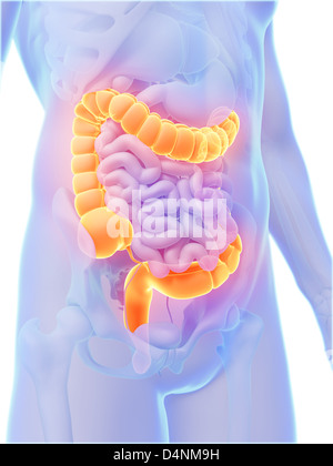 The ileocecal valve Stock Photo - Alamy