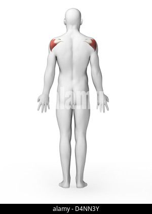 Deltoid muscle, illustration Stock Photo - Alamy