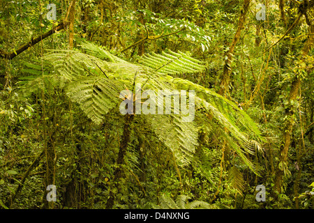 Tree fern, Costa Rica rainforest, Costa Rica central America Stock ...