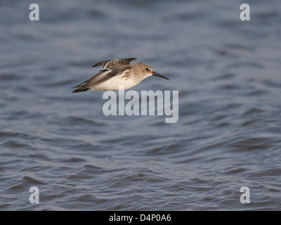 Dunlin in flight Stock Photo - Alamy