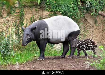 Malayan Tapir Mother And Baby