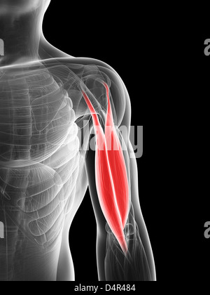 Biceps muscle anatomy, illustration Stock Photo - Alamy