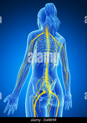 Human female body nervous system 3d hologram back view. 3D illustration ...