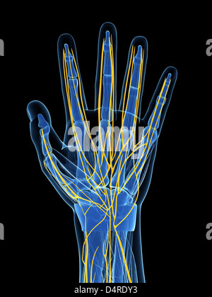 Human hand nerves, illustration Stock Photo - Alamy