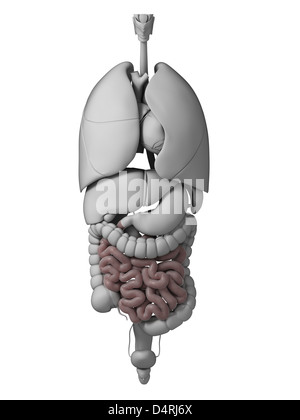 Cross section drawing of human lungs and trachea Stock Photo - Alamy