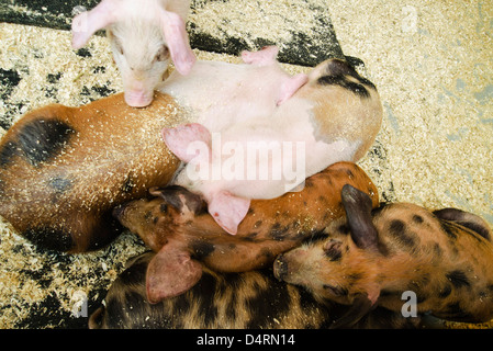 A piglet from a hog farm in the Zhitomir Region situated 65 km from the ...
