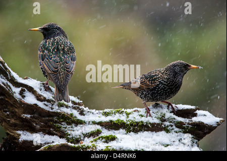 Starlings on tree in winter Stock Photo - Alamy