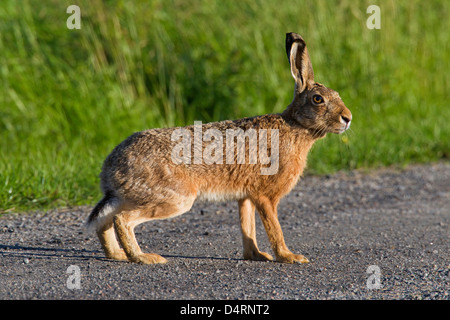 Brown Hare (Lepus europaeus) crossing a road Helpringham Fen ...