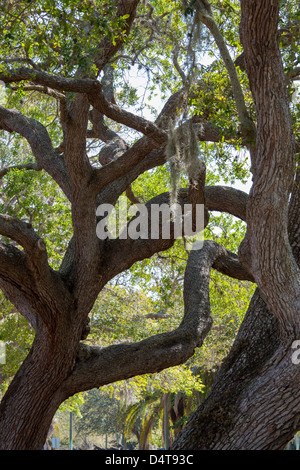 Details of branches of Live Oak trees on Venice Avenue in Venice ...
