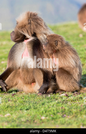Gelada Baboon, theropithecus gelada, Pair Stock Photo - Alamy