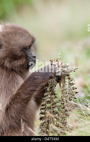 Africa, Ethiopia, theropithecus Gelada Baboon, dschelada, monkey ...