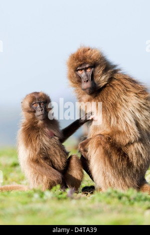 baby of endemic animal Gelada monkey on rock, endangered Theropithecus ...
