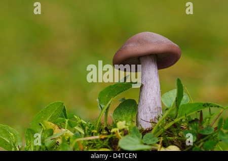 Flesh-brown blewit (Lepista sordida) fruiting body, Clumber Park ...