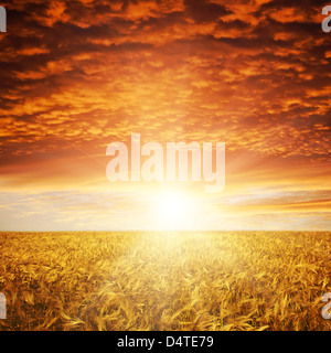 Golden sunset over wheat field Stock Photo - Alamy