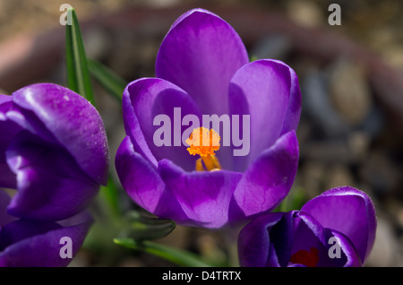 Crocus Vernus "Michaels Purple Stock Photo - Alamy