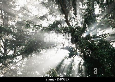 A low-angle view of a beautiful forest near the lake in winter Stock ...