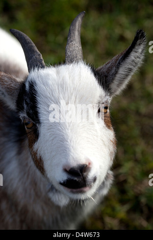 Goat head and face close up over fence Stock Photo - Alamy
