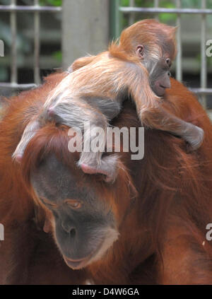 Orangutan baby Dodi lies on the back of its mother Daisy in the zoo of ...