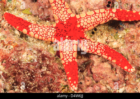 Starfish on coral reef in the clear water of Raja Ampat Stock Photo - Alamy