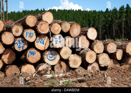 Logging of plantation planted Pinus Radiata timber - stacks of sawn ...