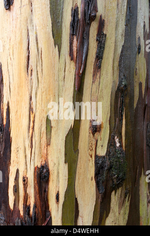 Tasmanian Blue Gum Tree Plantation Stock Photo - Alamy