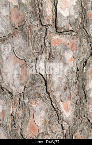 Texture of pine bark background. Close-up of old pine bark surface ...