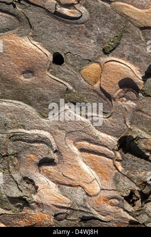 A closeup of a very old pine tree bark texture Stock Photo - Alamy